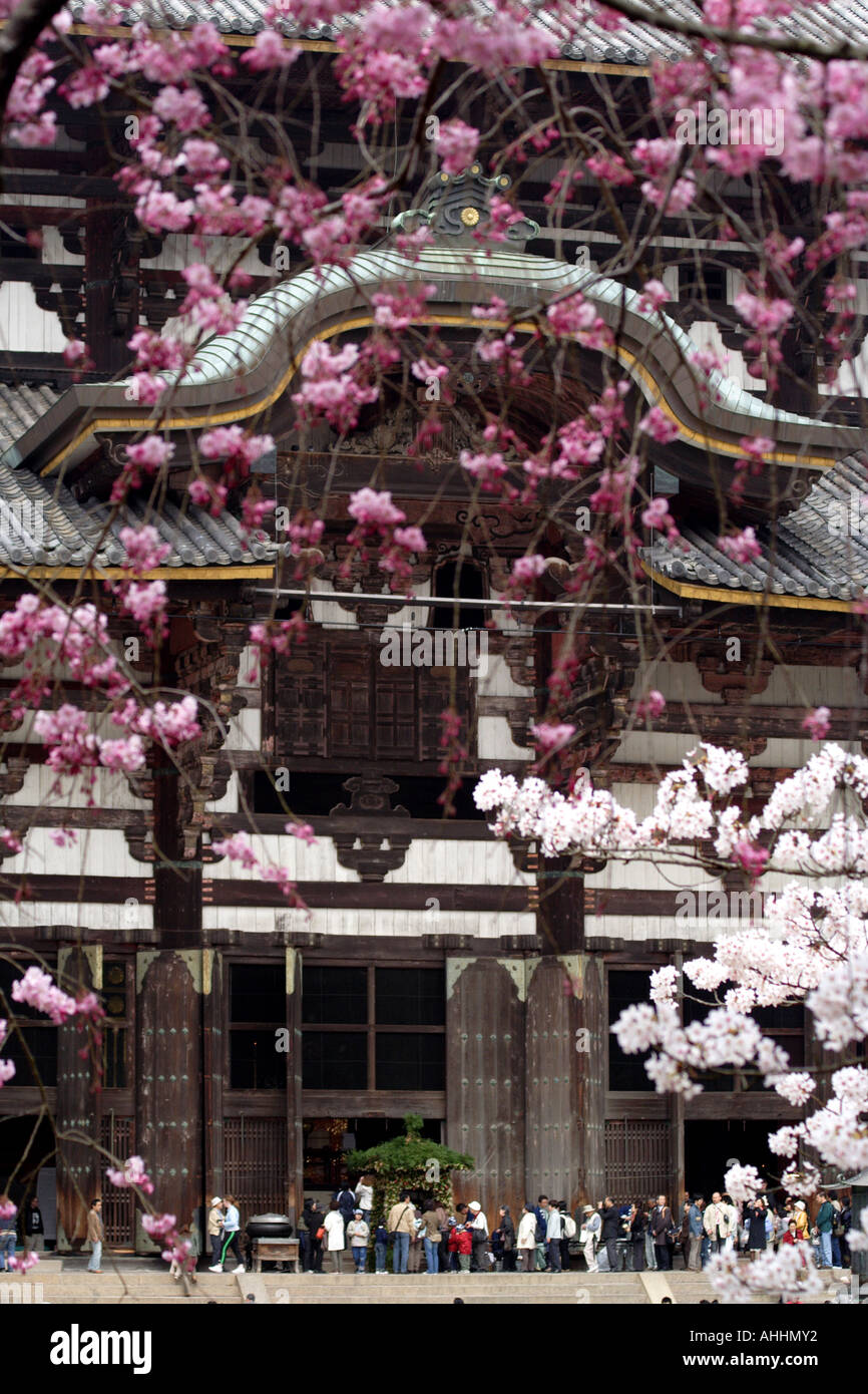 Cherry Blossoms in front of Todai ji Temple During Sakura, Nara, Japan ...