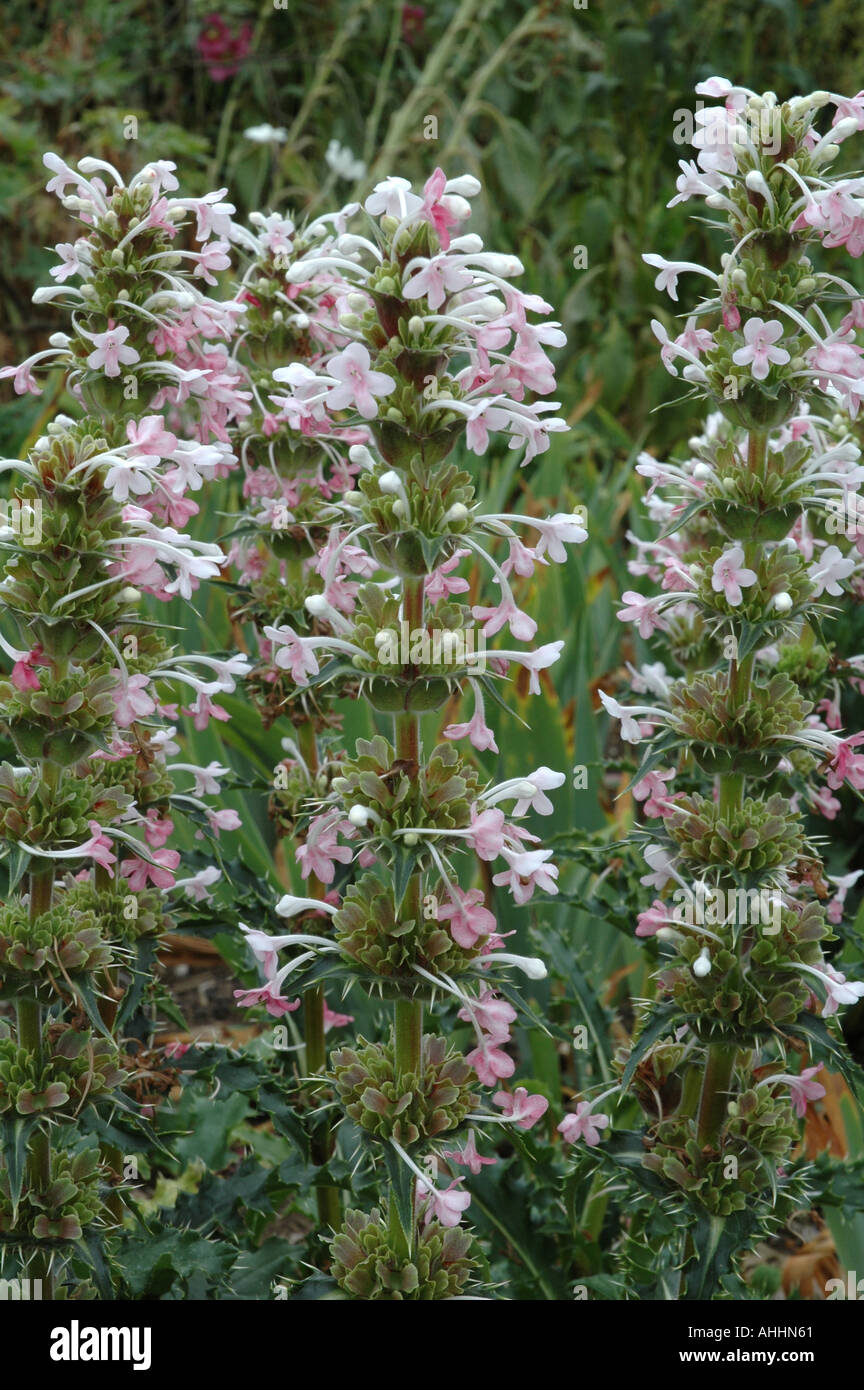 Morina longifolia hi-res stock photography and images - Alamy