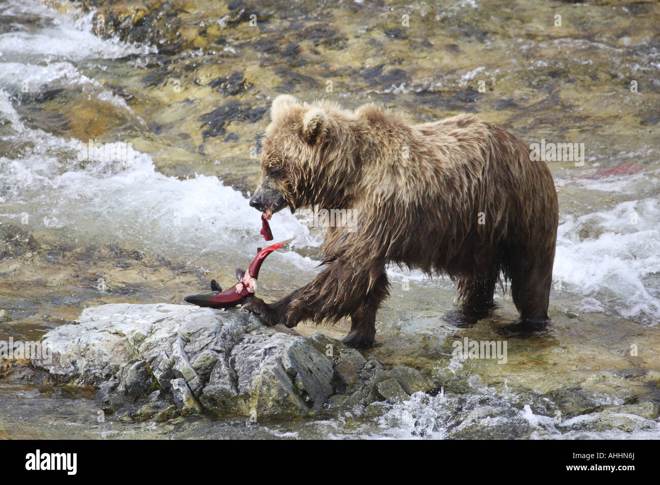 brown bear, grizzly bear (Ursus arctos horribilis), standing in a river ...