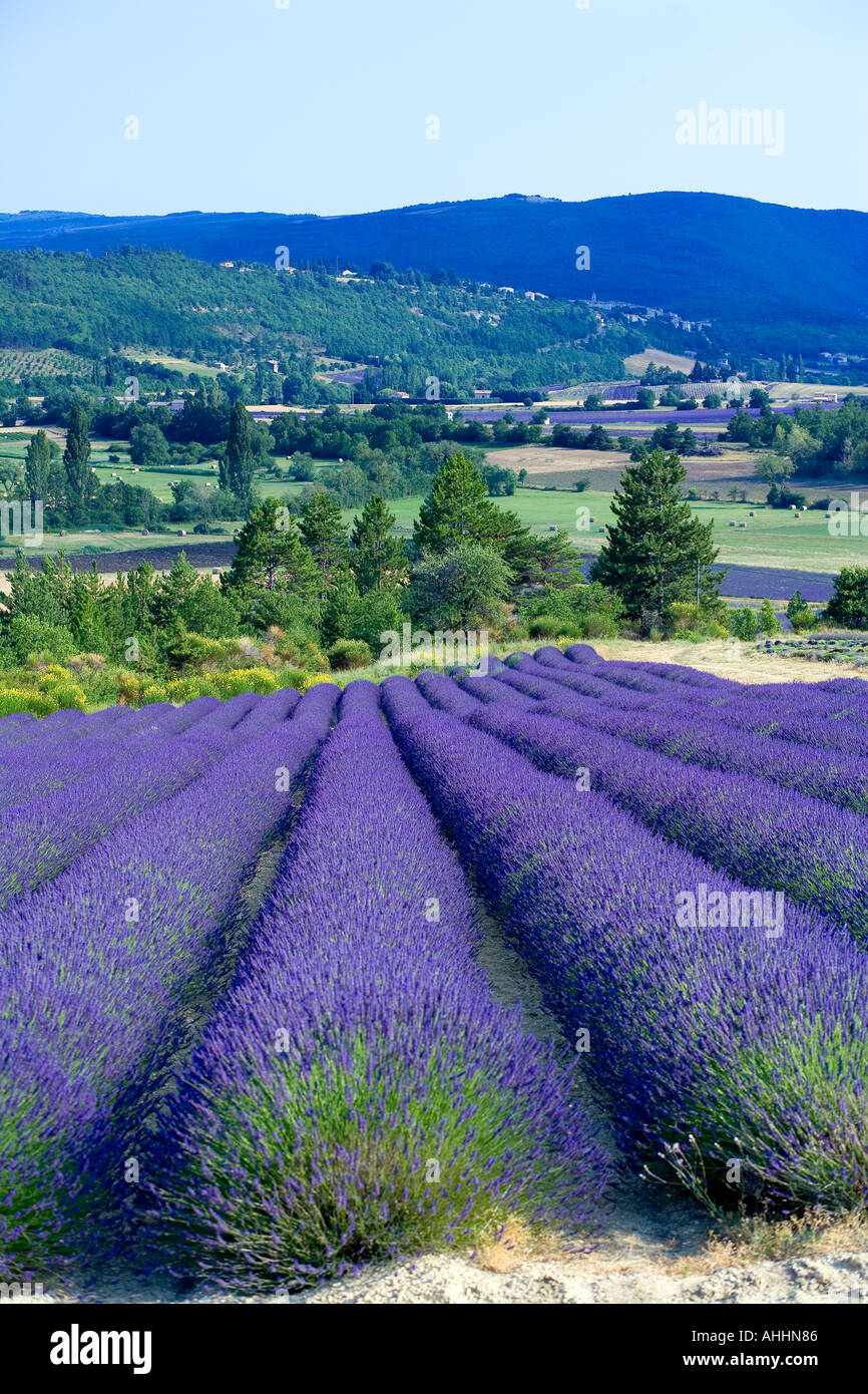 BLOOMING LAVENDER FIELD PROVENCE FRANCE EUROPE Stock Photo - Alamy