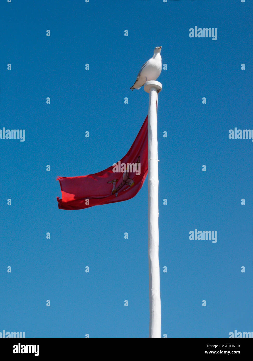 Manx flag and seagull Stock Photo - Alamy