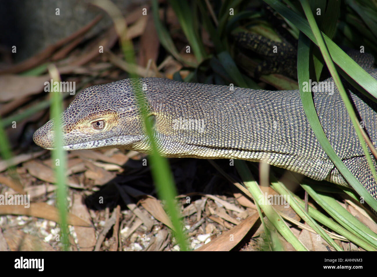 Goanna or monitor lizard on Fraser Island, Australia Stock Photo - Alamy