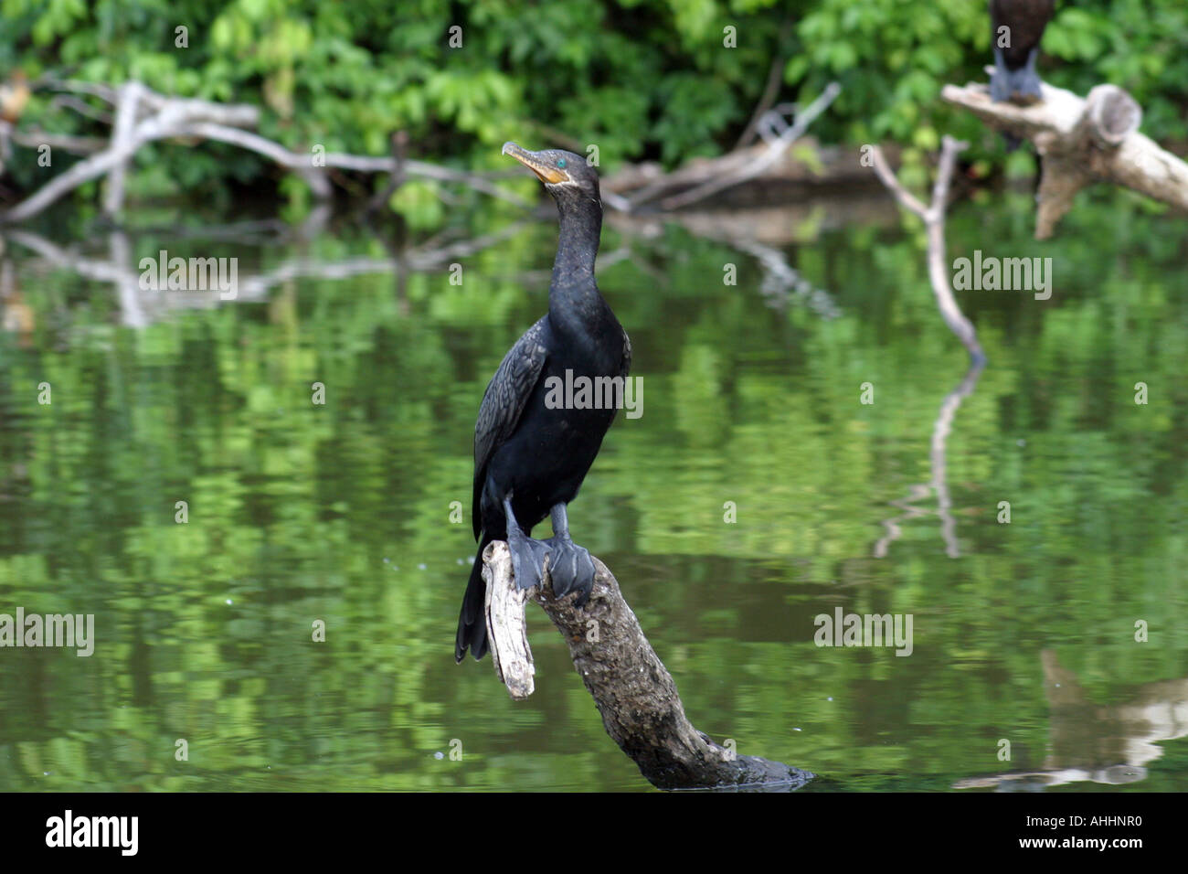 Black fish eating bird in the jungles of Peru South America Stock Photo ...