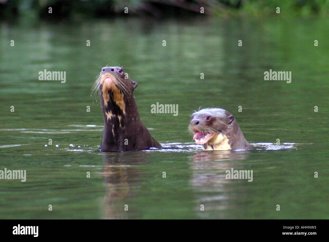 River Otters in The jungles of Peru South America Stock Photo - Alamy