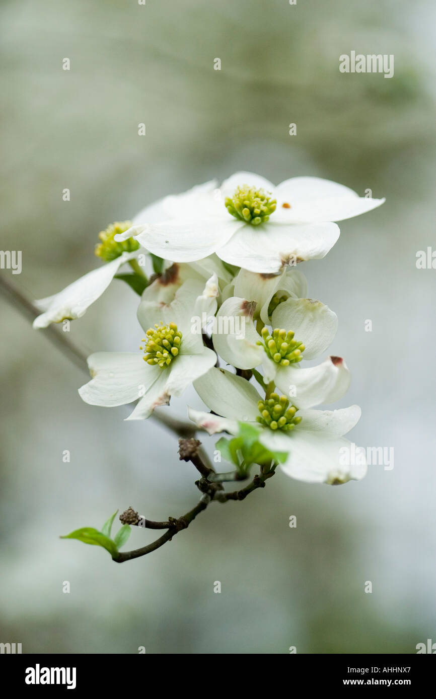Dogwood flat hi-res stock photography and images - Alamy