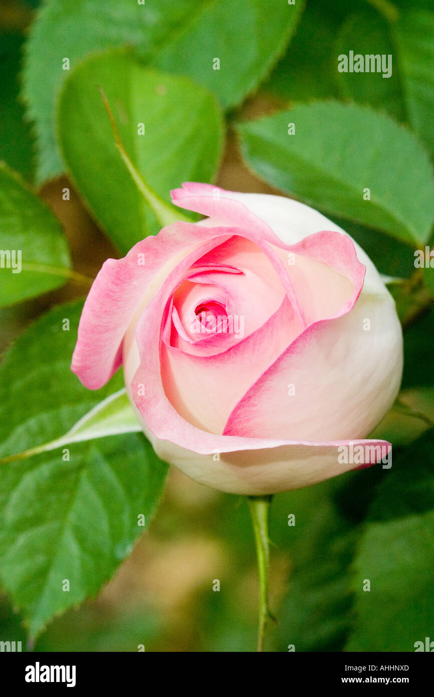 Wound rose hi-res stock photography and images - Alamy
