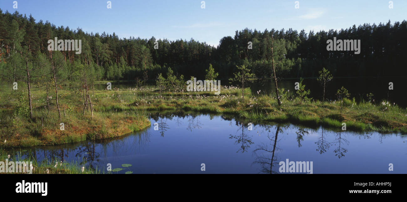 swimming island with cotton gras, quaking bog, Poland, Masuria ...