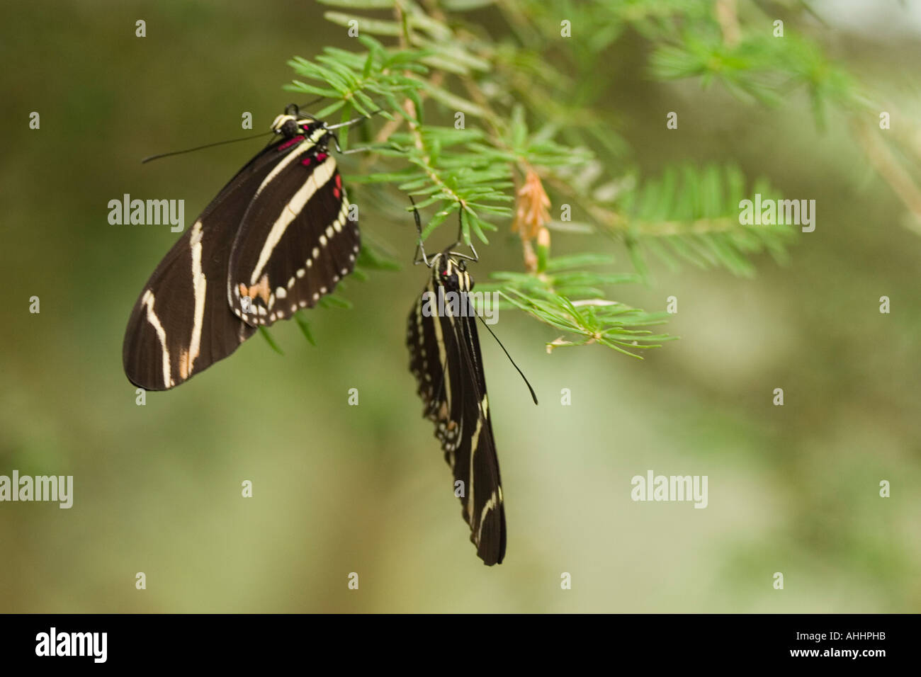 Two zebra longwing butterflies Stock Photo - Alamy