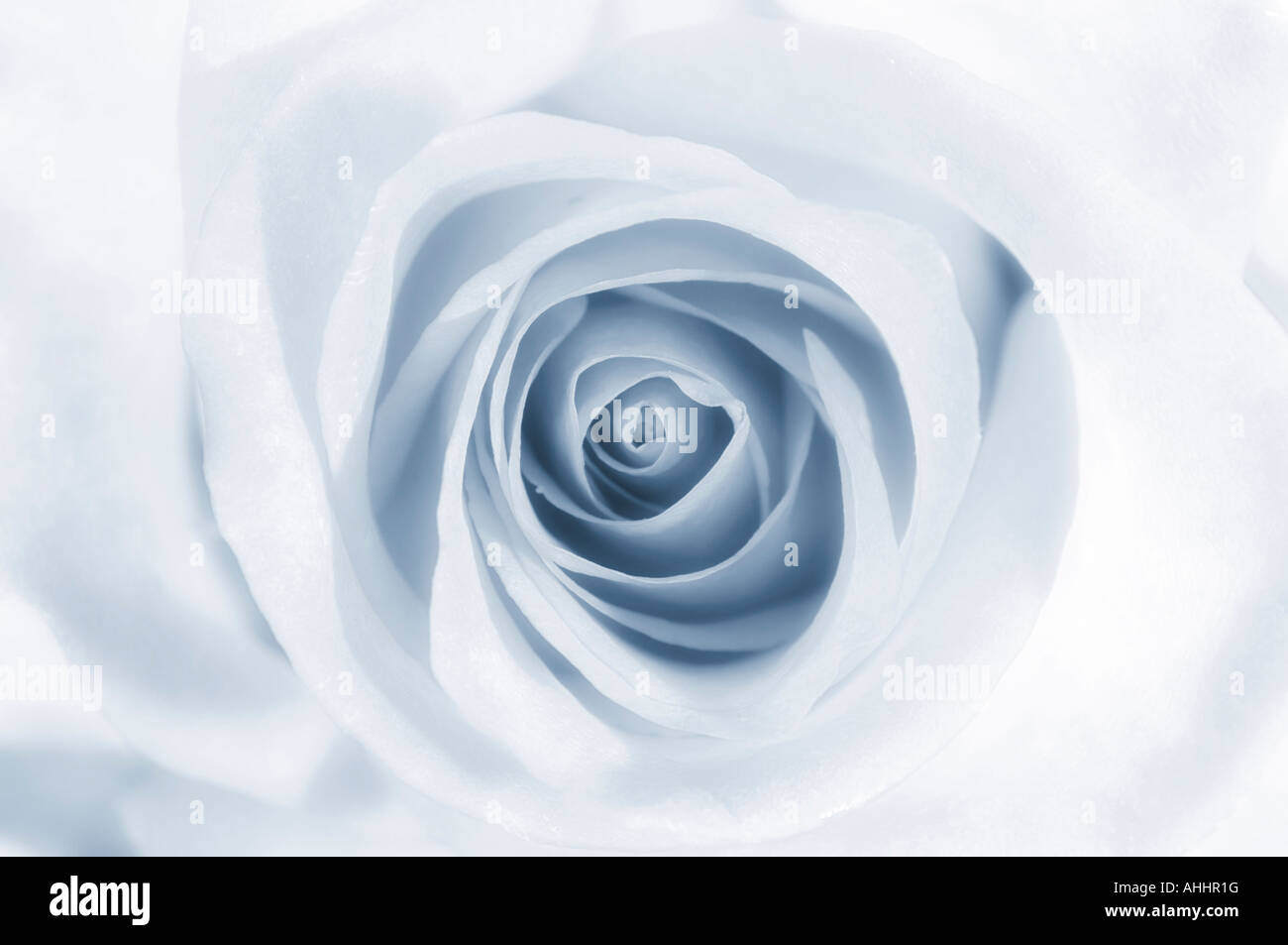 Bw rose hi-res stock photography and images - Alamy