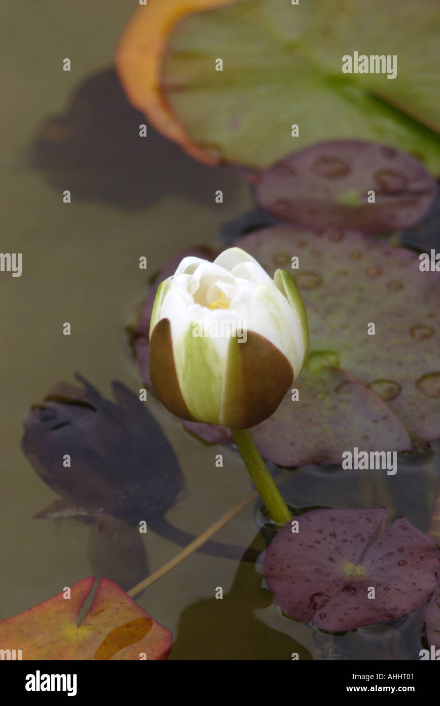 Solitary water lily in a quiet pond hi-res stock photography and images ...