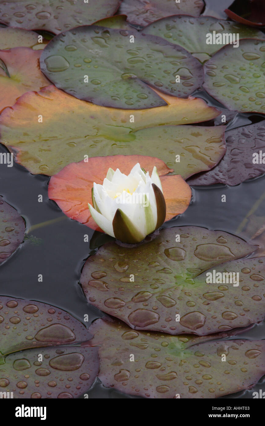 Solitary white water lily hi-res stock photography and images - Alamy