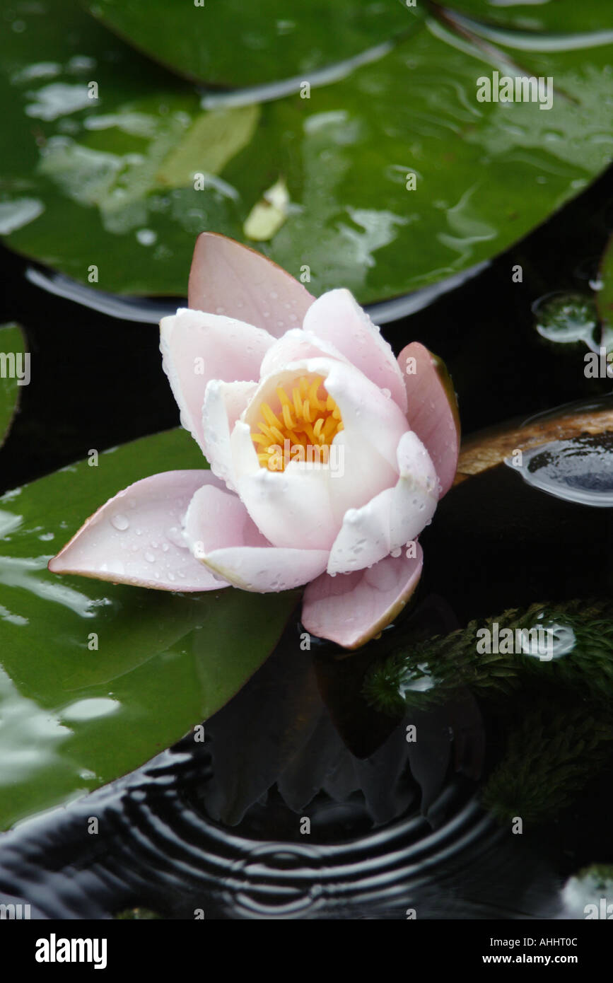Solitary water lily in a quiet pond hi-res stock photography and images ...