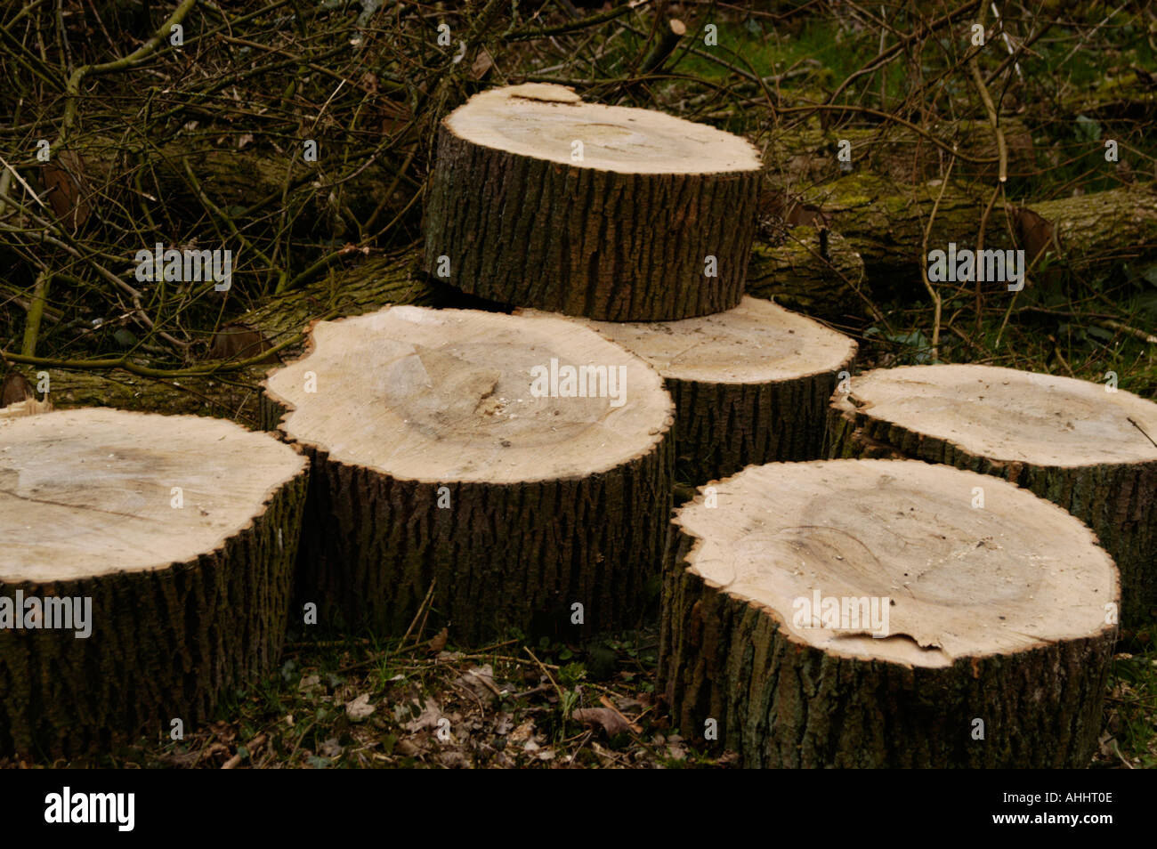 Sawn Logs in the woods Stock Photo - Alamy