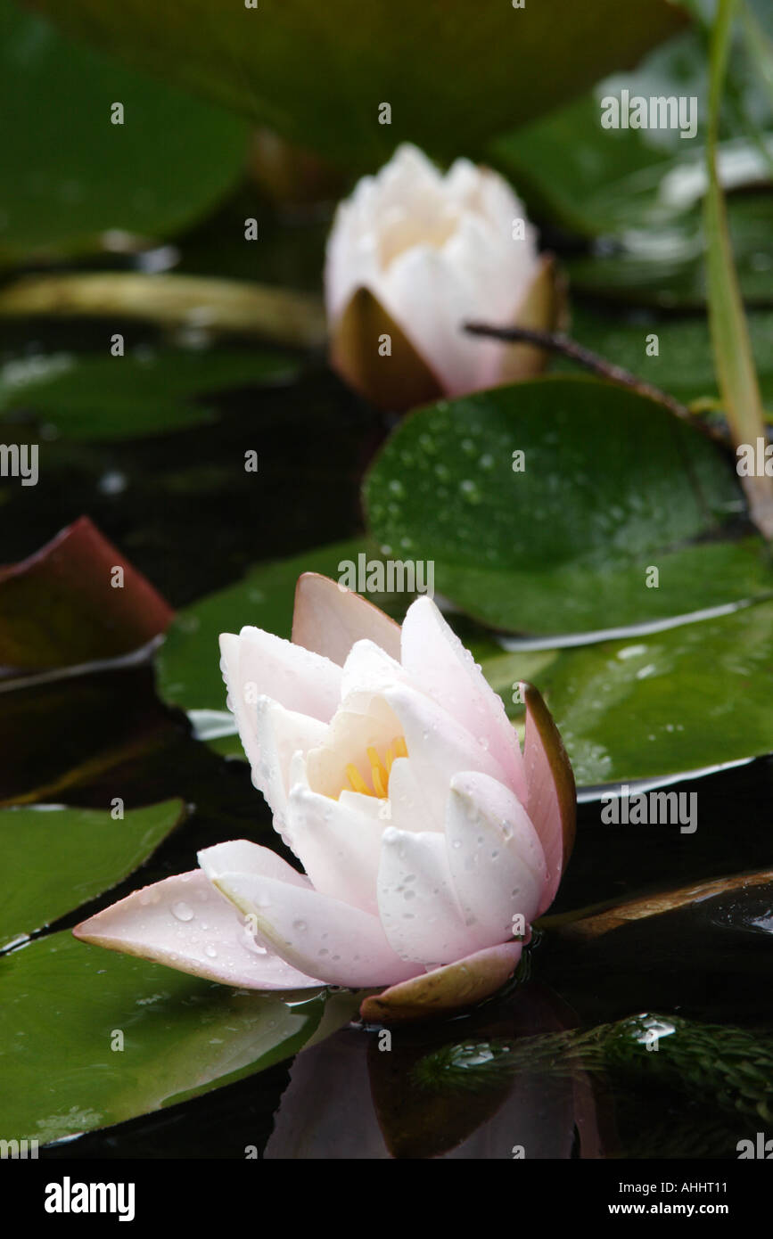 Solitary white water lily hi-res stock photography and images - Alamy