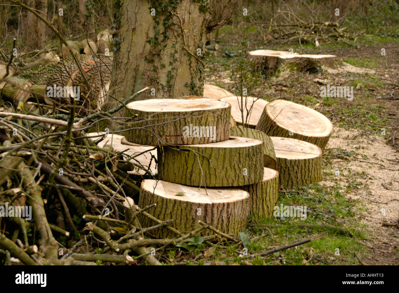 Sawn Logs in the woods Stock Photo - Alamy