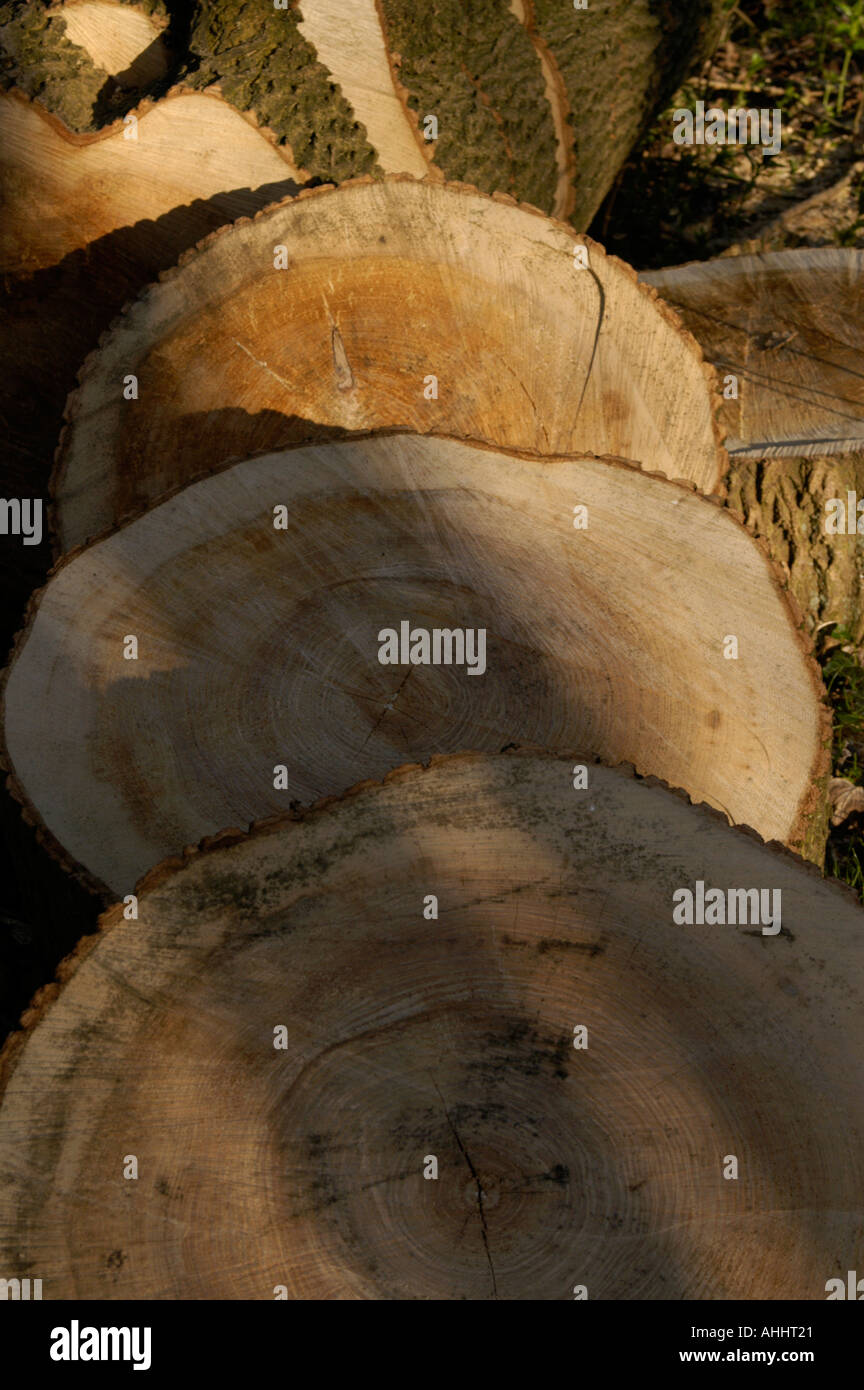 Sawn Logs in the woods Stock Photo - Alamy