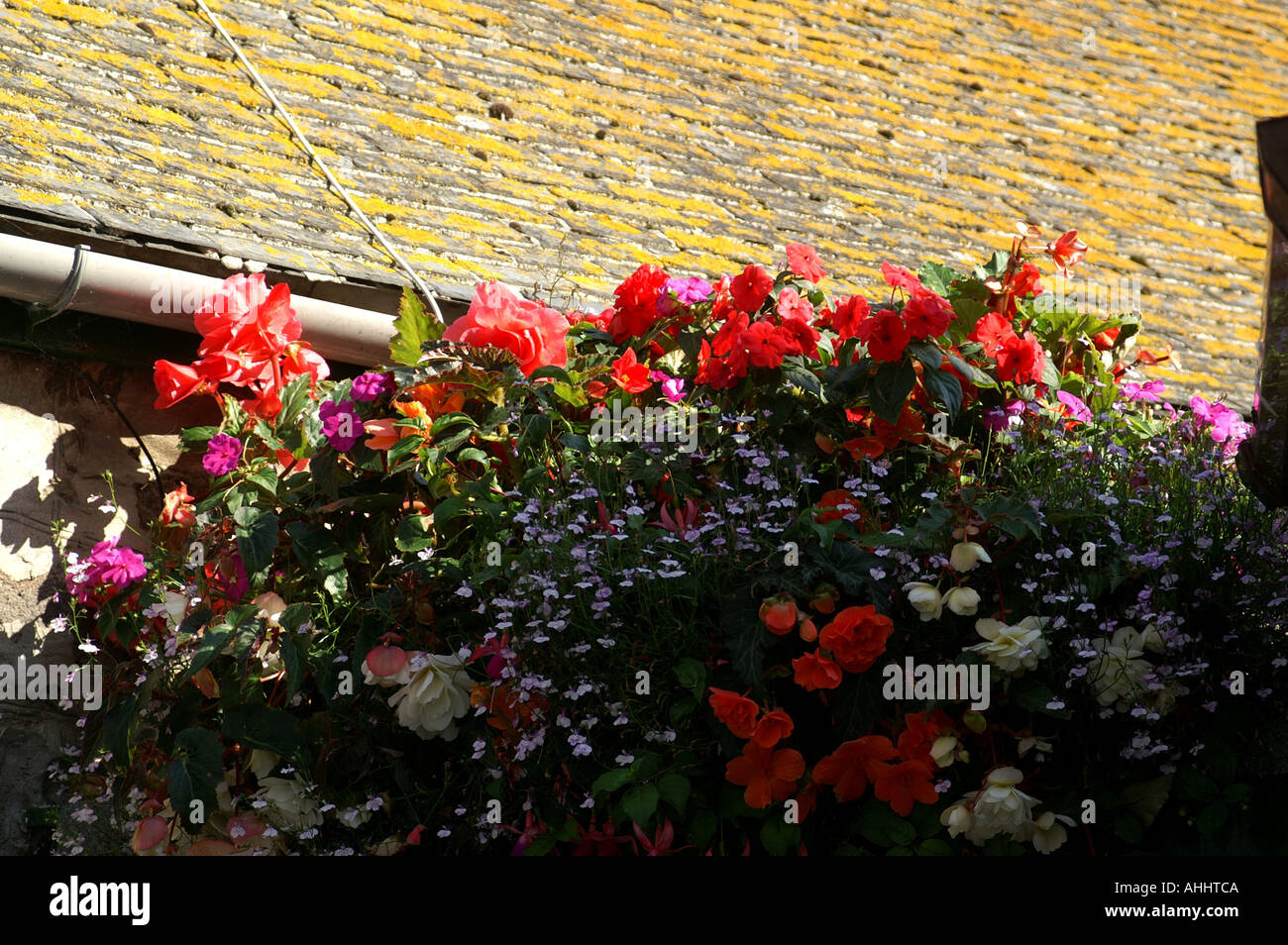 Flowers floral displays around the village of St Ives Cornwall Stock ...