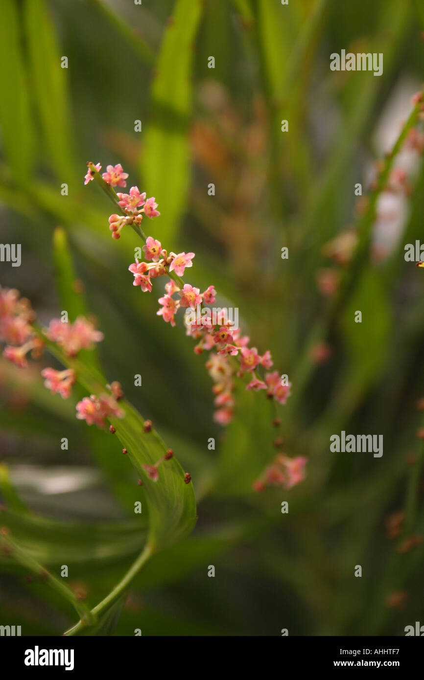 Exotic Kew Gardens plant - extreme Depth of Field Effect - Selective ...