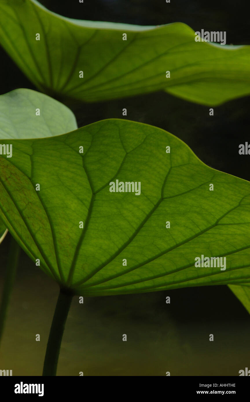 Lotus Flower Leaves Stock Photo - Alamy