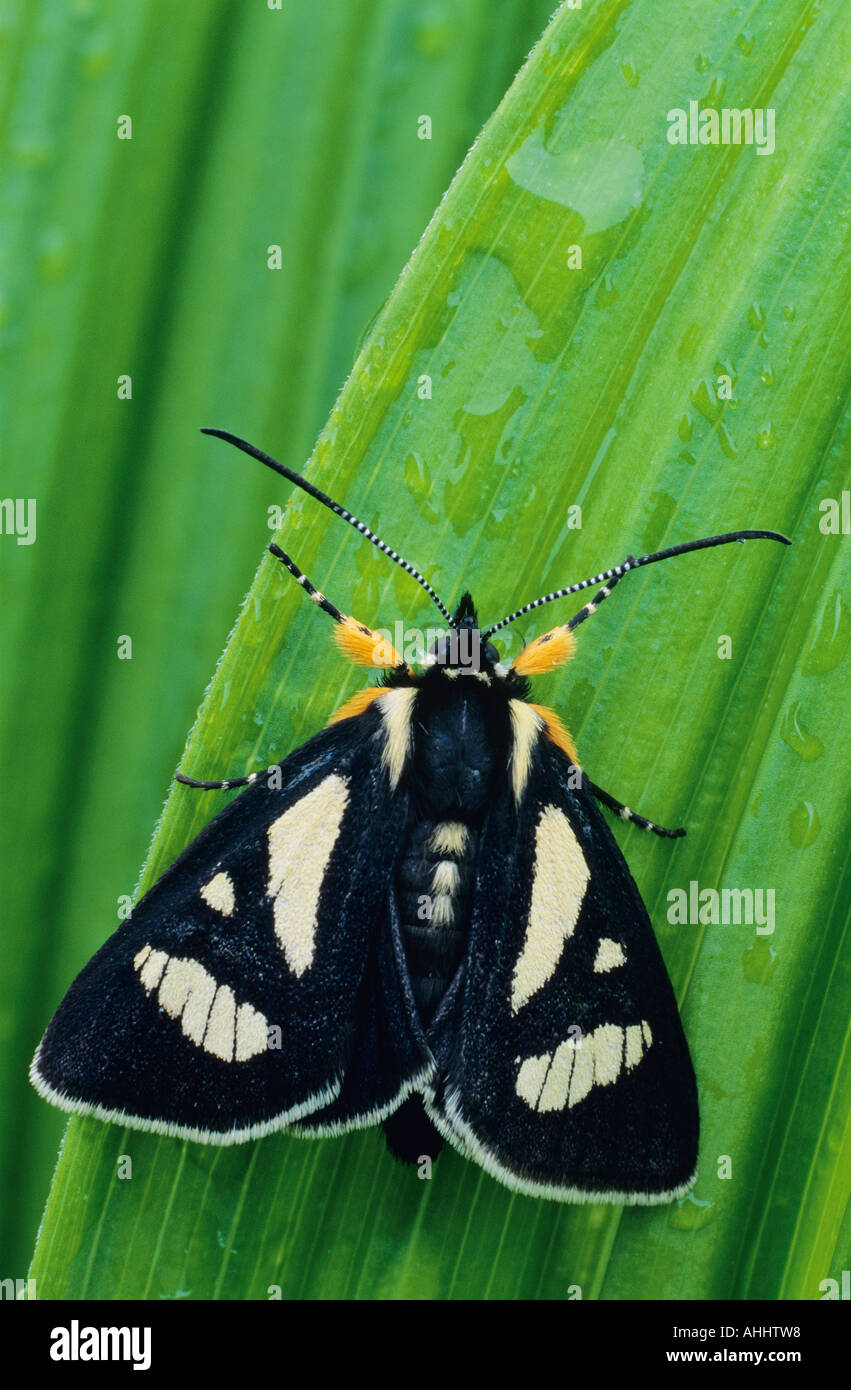 Moth on a leaf Stock Photo - Alamy