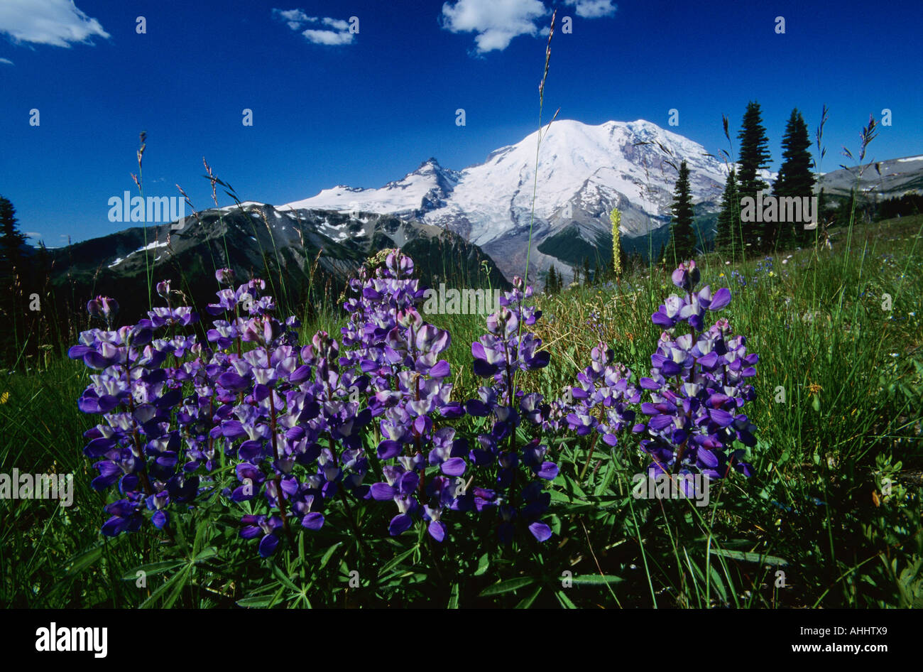 Ranier national park hi-res stock photography and images - Alamy