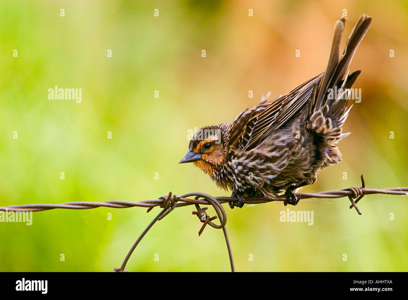 Perched on barbwire fence hi-res stock photography and images - Alamy