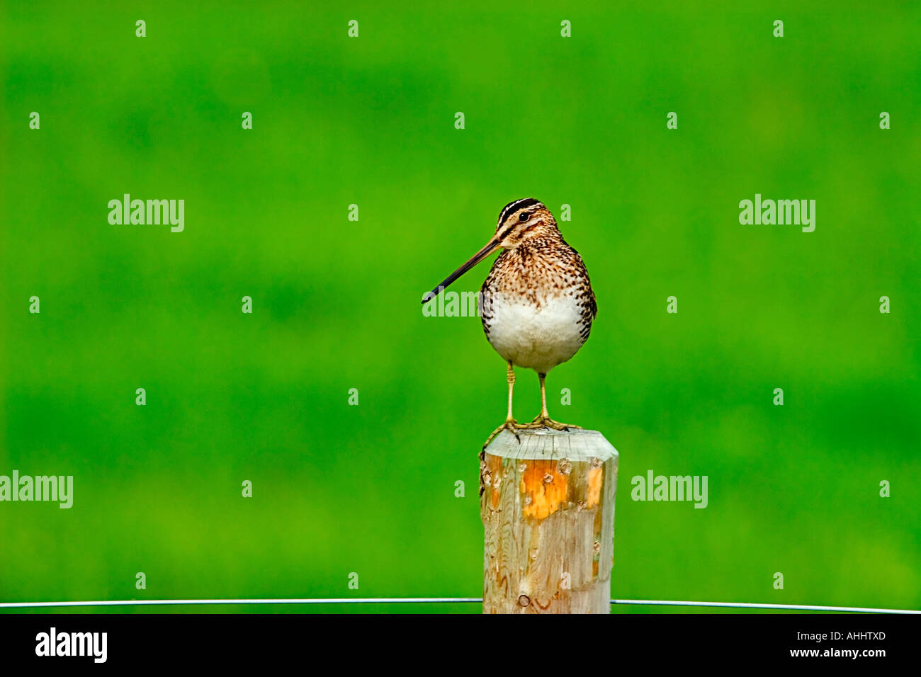 Bird on fence post Stock Photo - Alamy