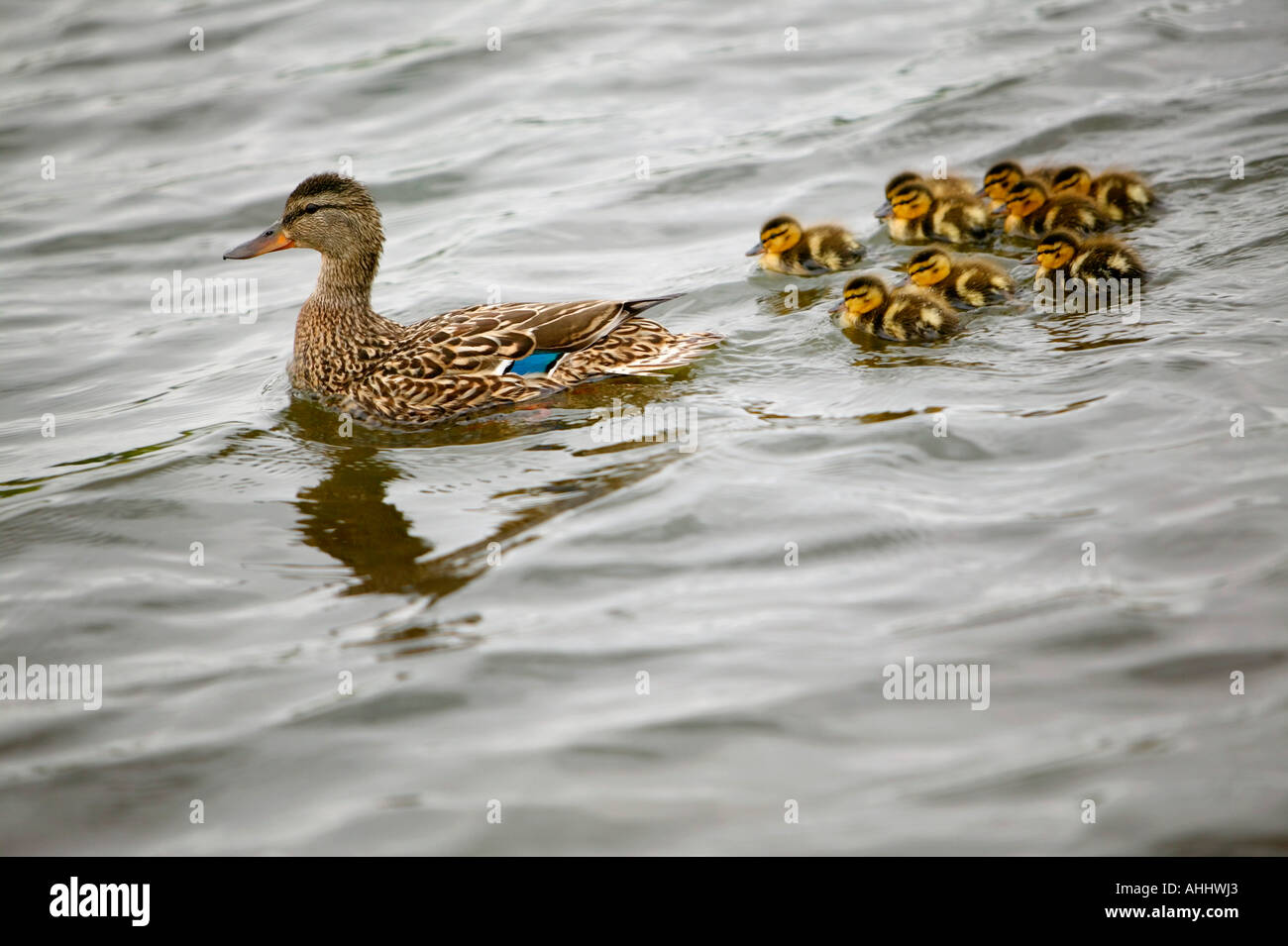 Ducklings following mother hi-res stock photography and images - Alamy