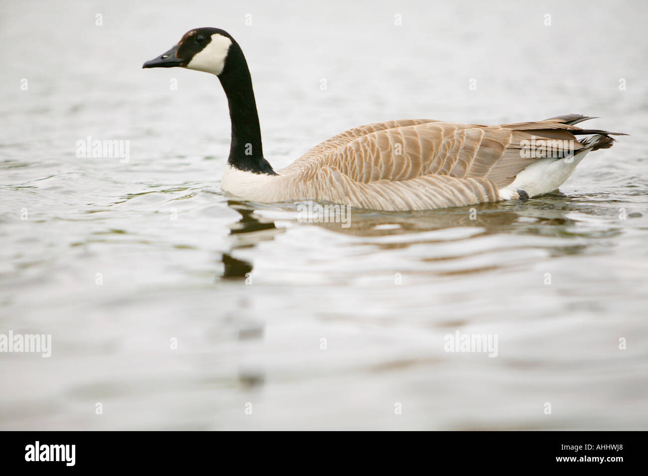 Goose swimming in the water Stock Photo - Alamy