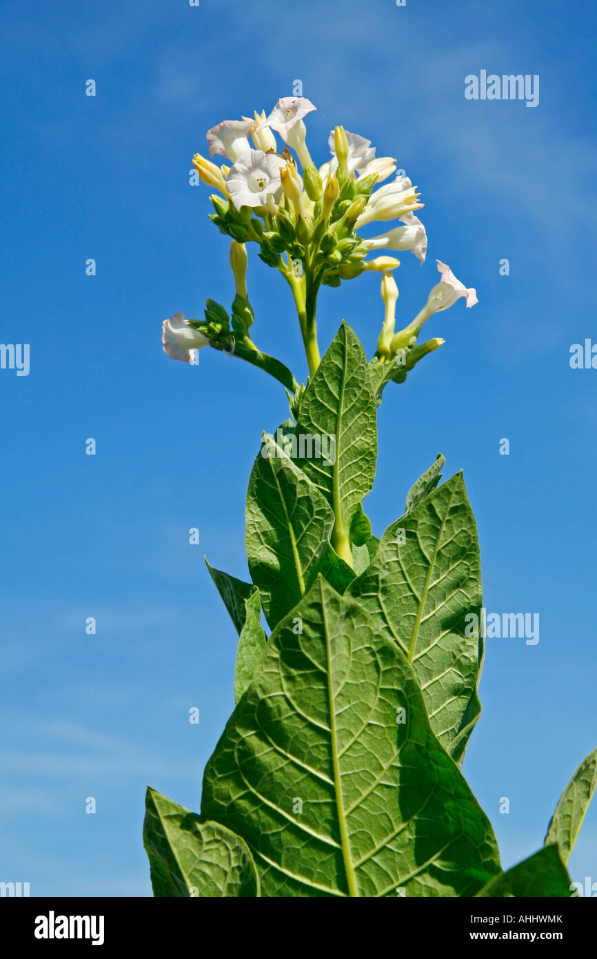 Tobacco plant flower close hi-res stock photography and images - Alamy
