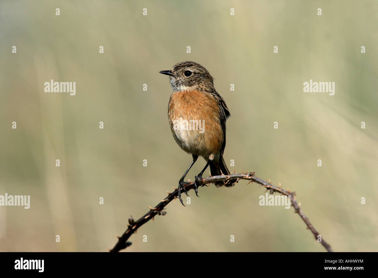 Female Stonechat Uk High Resolution Stock Photography and Images - Alamy