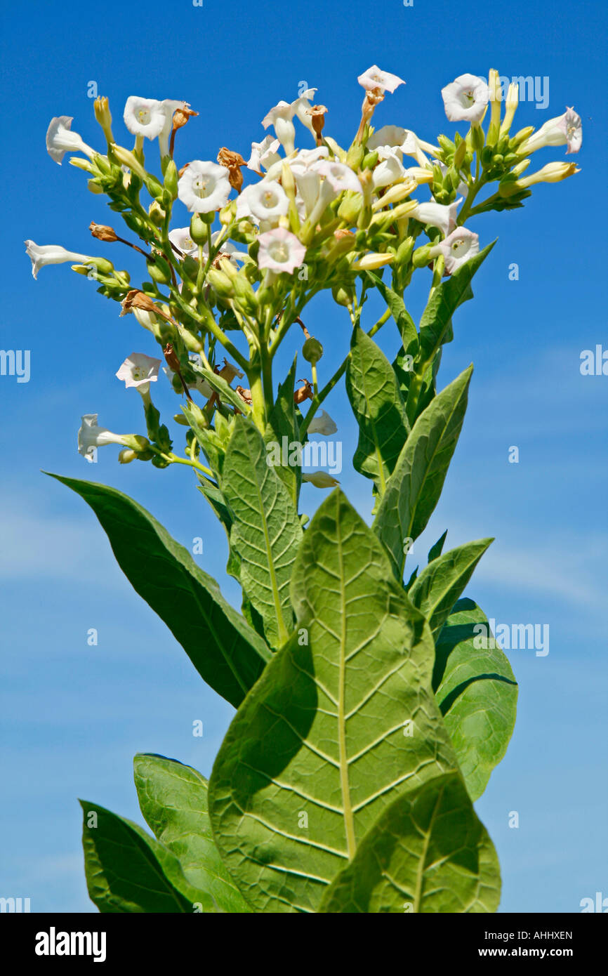 Tobacco crop agriculture vertical hi-res stock photography and images ...