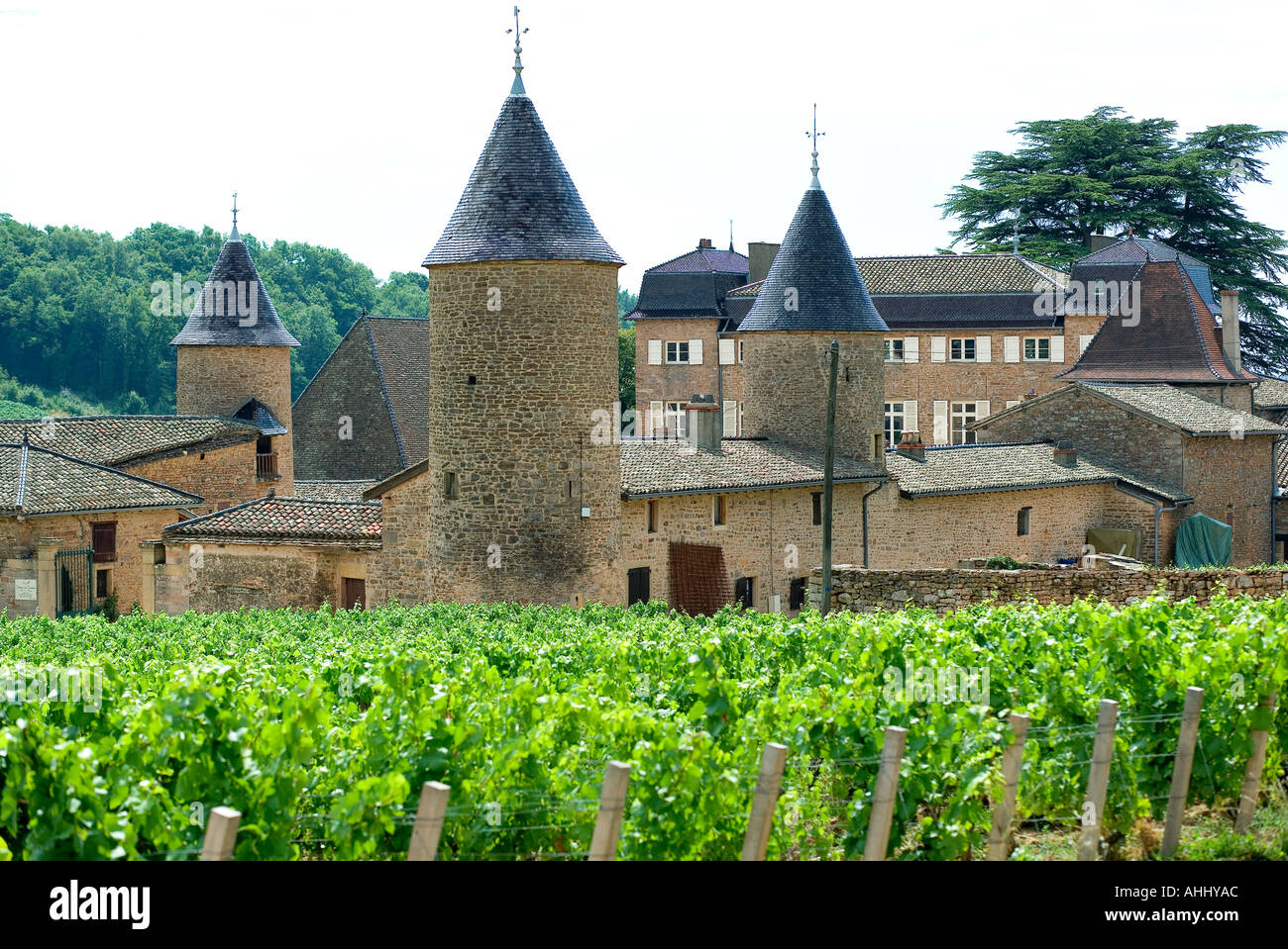VINEYARD AND CHASSELAS CASTLE 14th Century MACONNAIS WINE COUNTRY ...