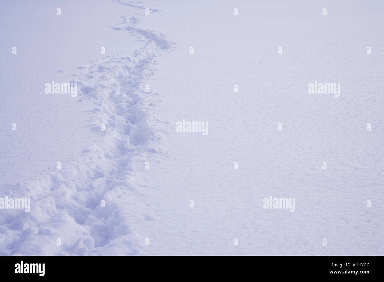Tracks in the snow Stock Photo - Alamy