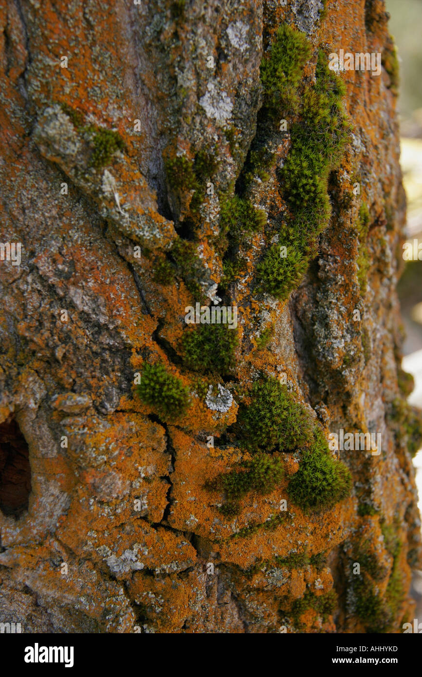 Moss growth on bark of a tree Stock Photo - Alamy