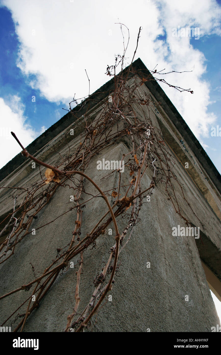 Stone Column and vine Stock Photo - Alamy