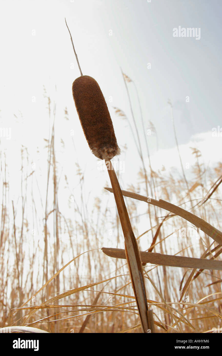 Low bulrush hi-res stock photography and images - Alamy