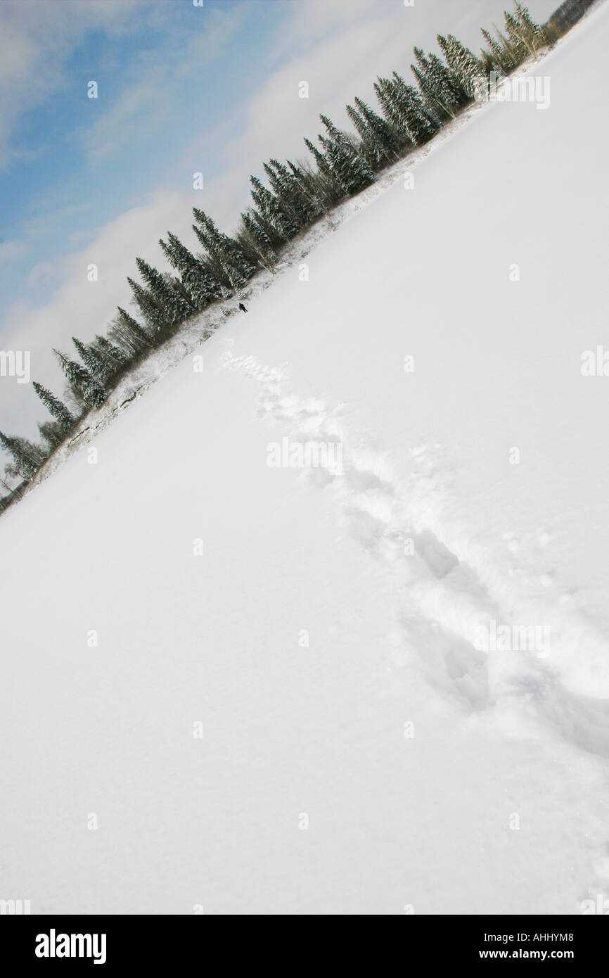 Tracks in the snow Stock Photo - Alamy