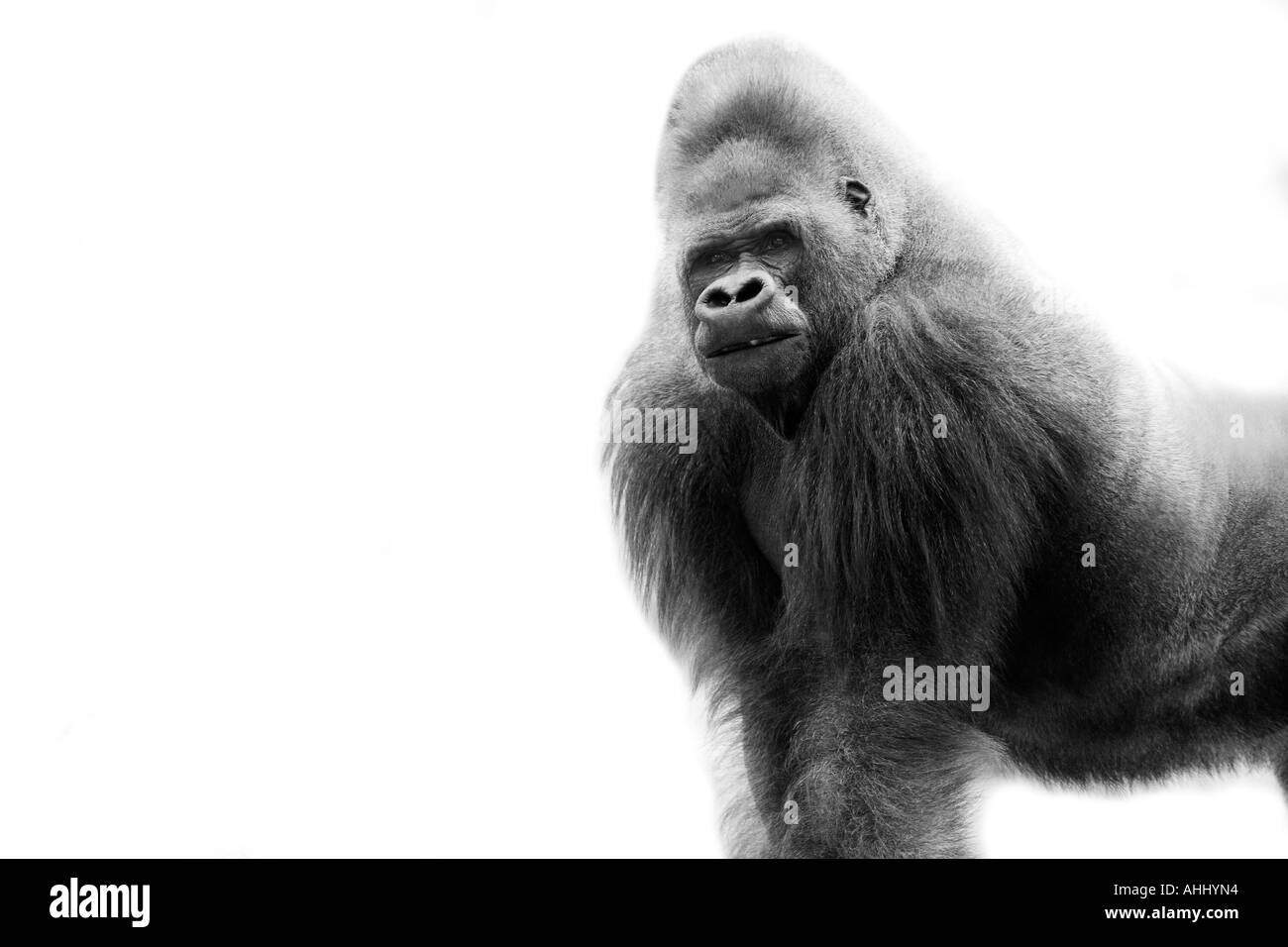 Gorillas wild Black and White Stock Photos & Images - Alamy
