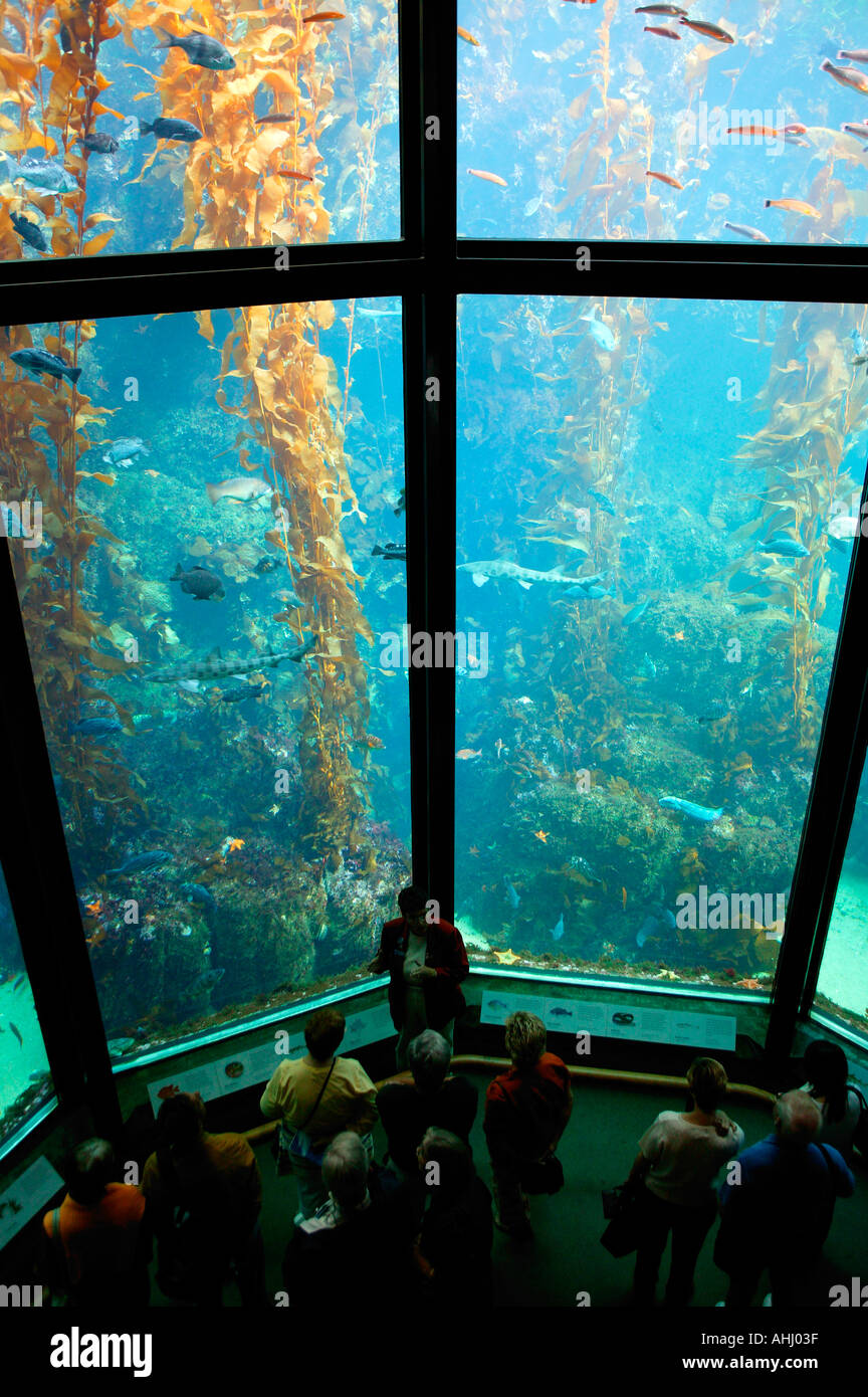 The kelp forest exhibit at The Monterey Bay Aquarium Monterey ...