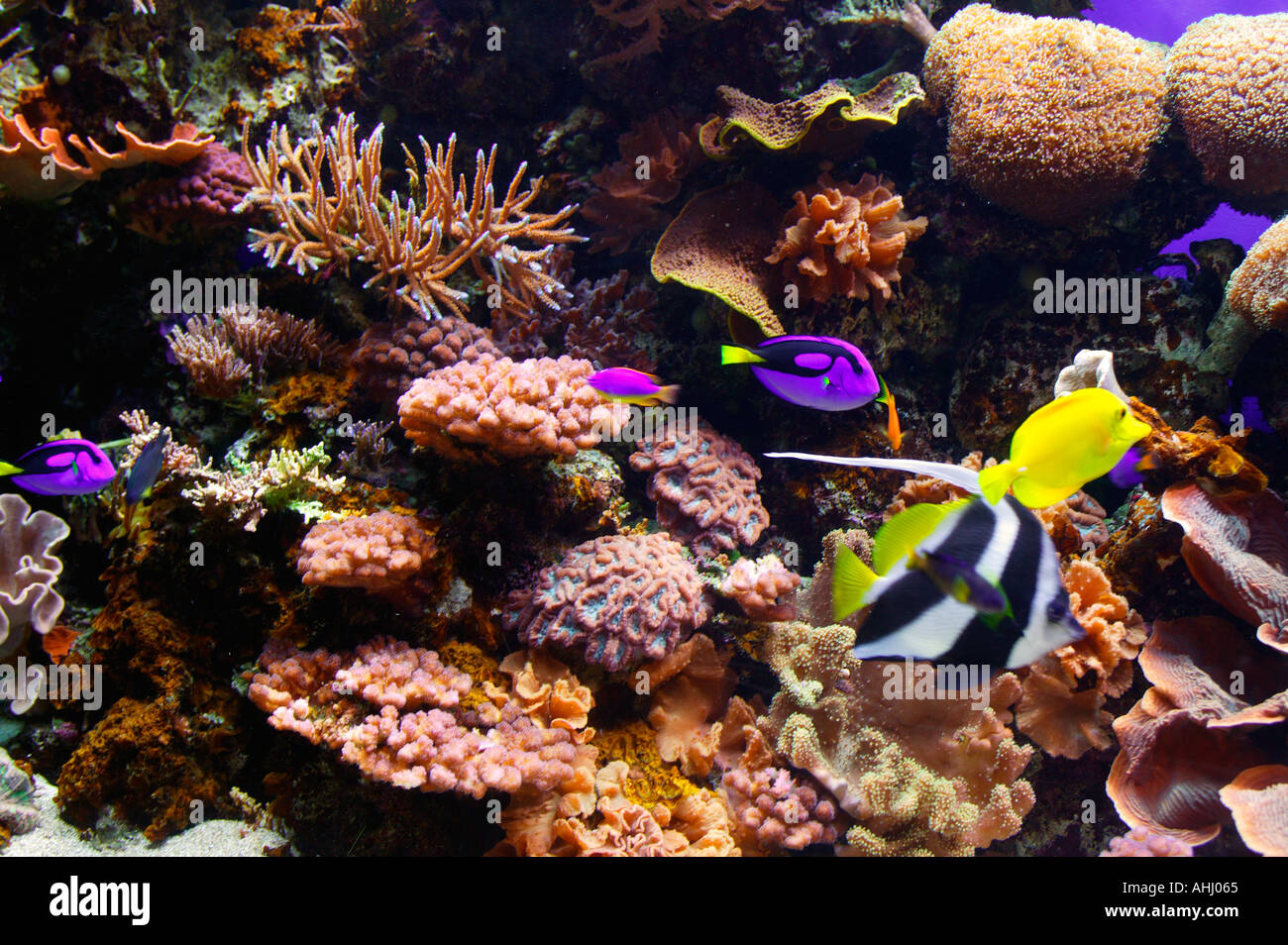 Tropical fish exhibit at The Monterey Bay Aquarium Monterey California ...