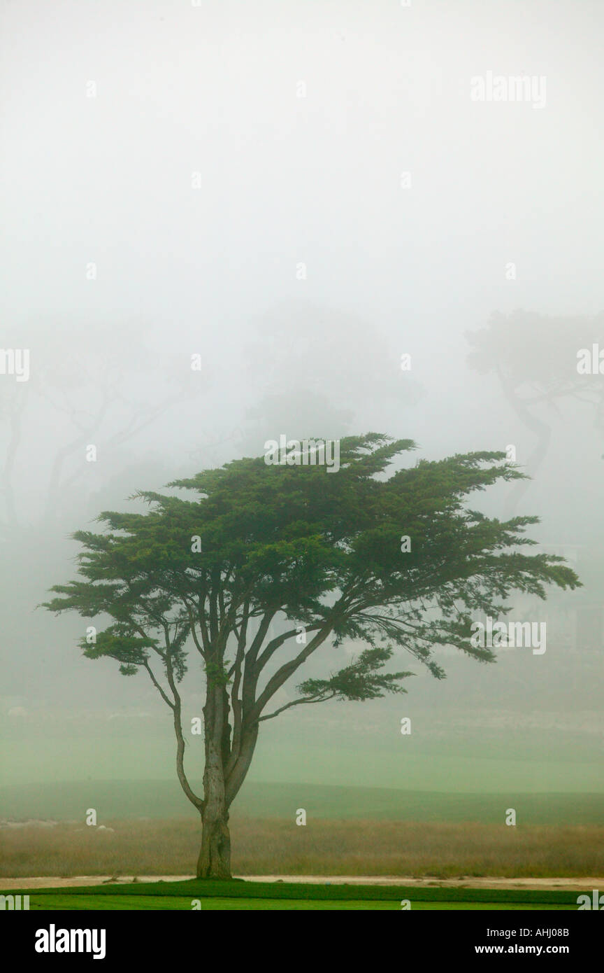 Trees in the fog in the Del Monte Forest 17 Mile Drive Monterey ...