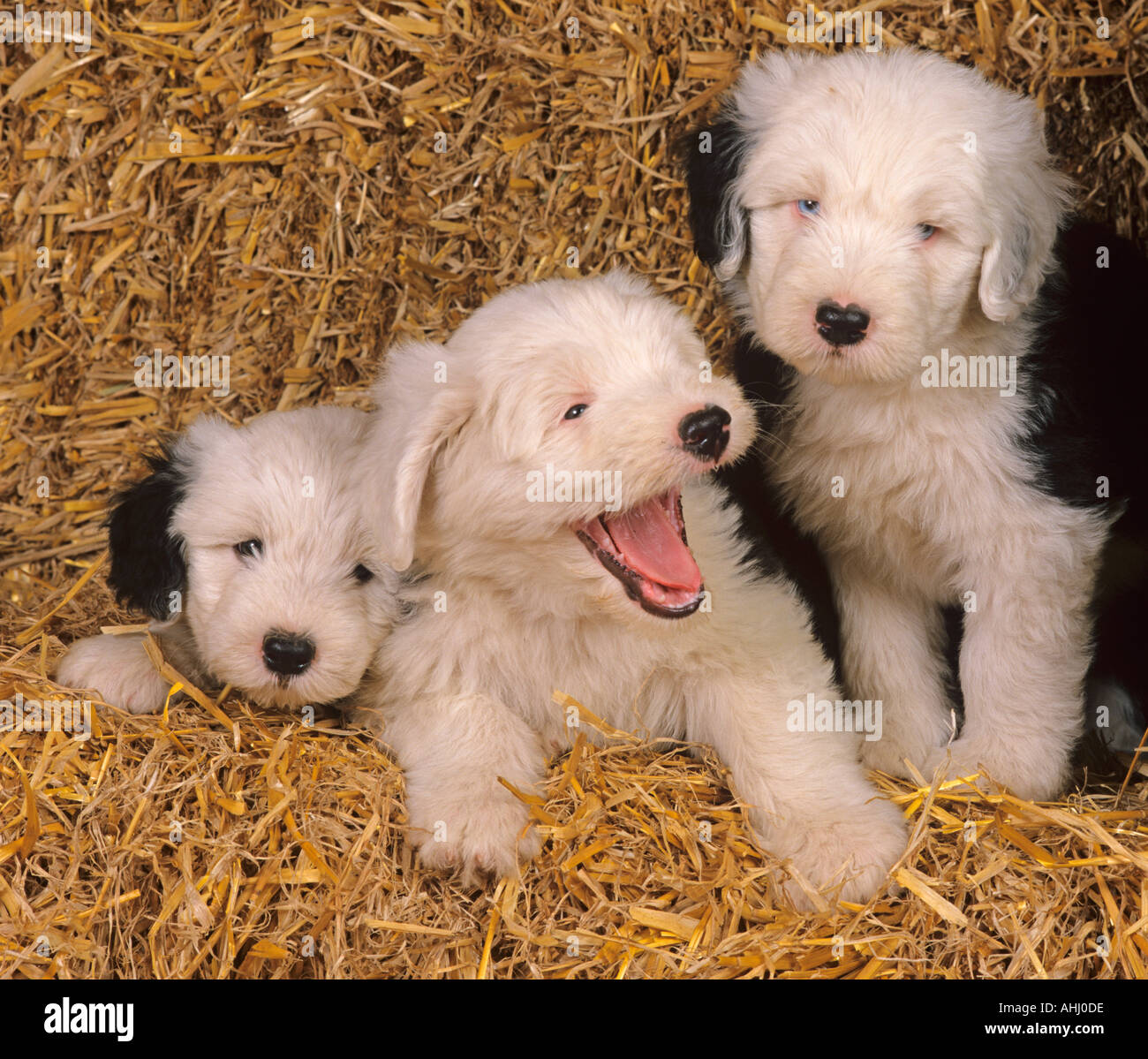 A litter of Old English Sheepdog puppies in straw barn Stock Photo - Alamy