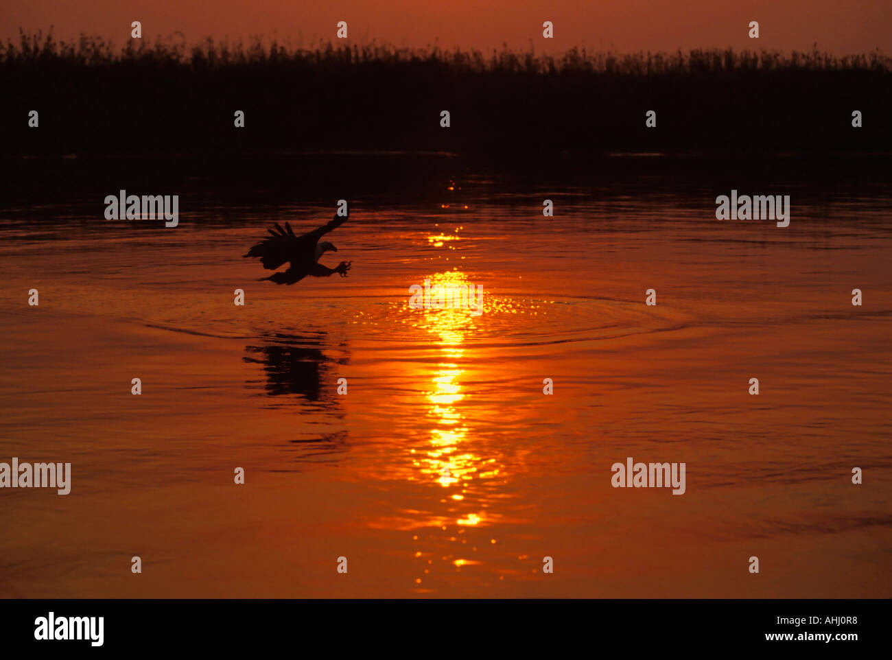 Swooping hi-res stock photography and images - Alamy