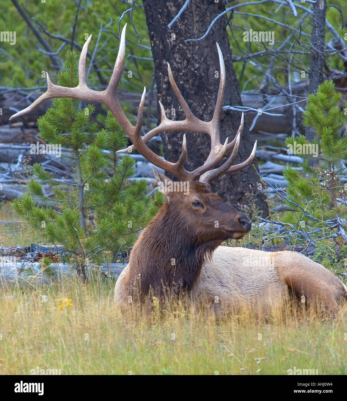 Pitcher with animals hi-res stock photography and images - Alamy