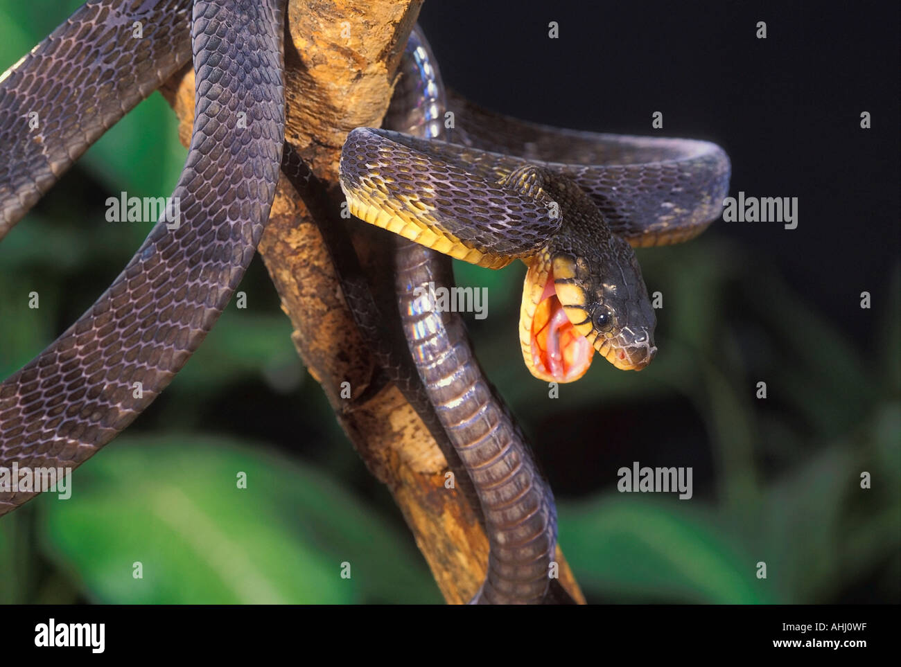 Blandings tree snake Stock Photo - Alamy