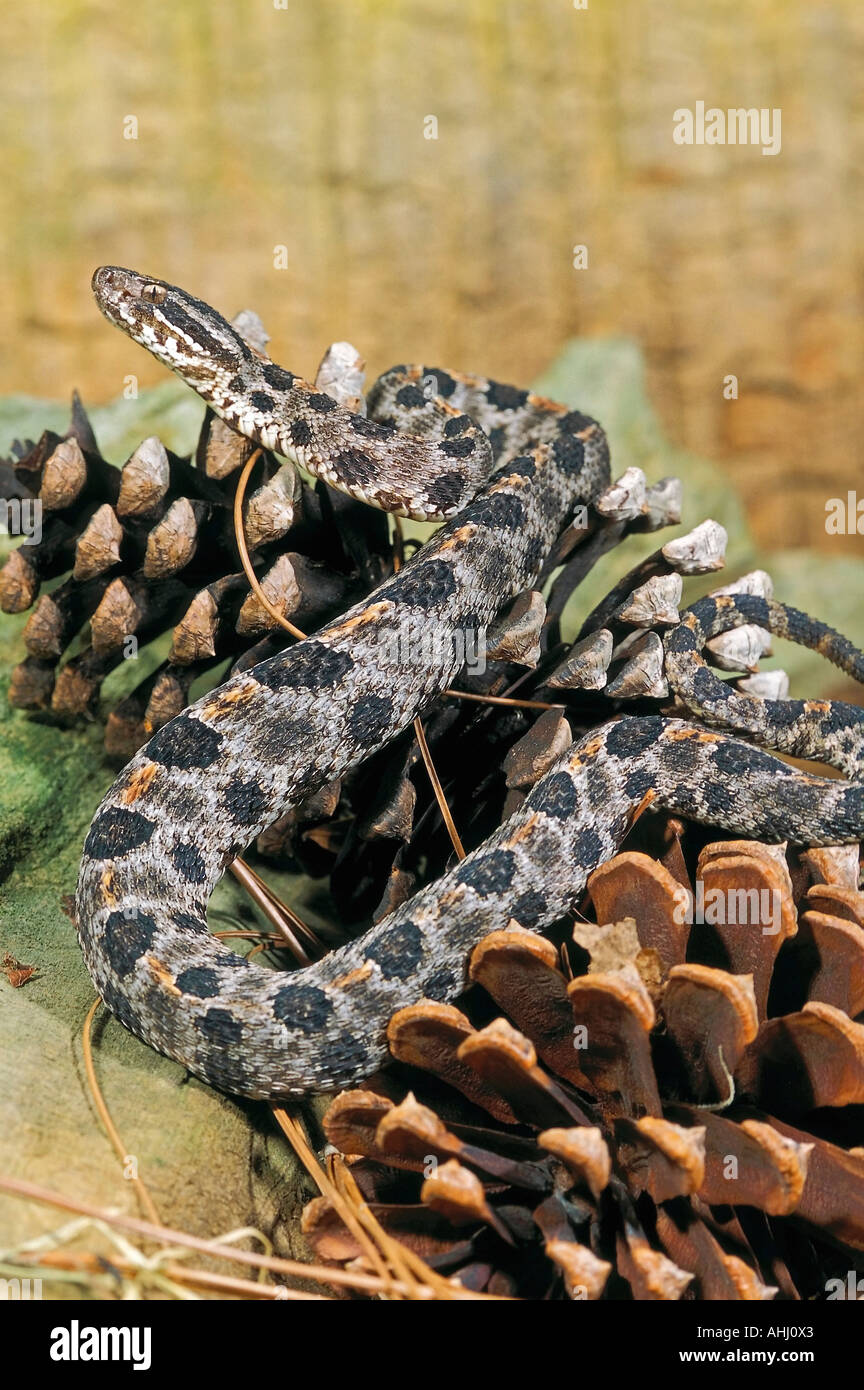 Pygmy rattlesnake hi-res stock photography and images - Alamy