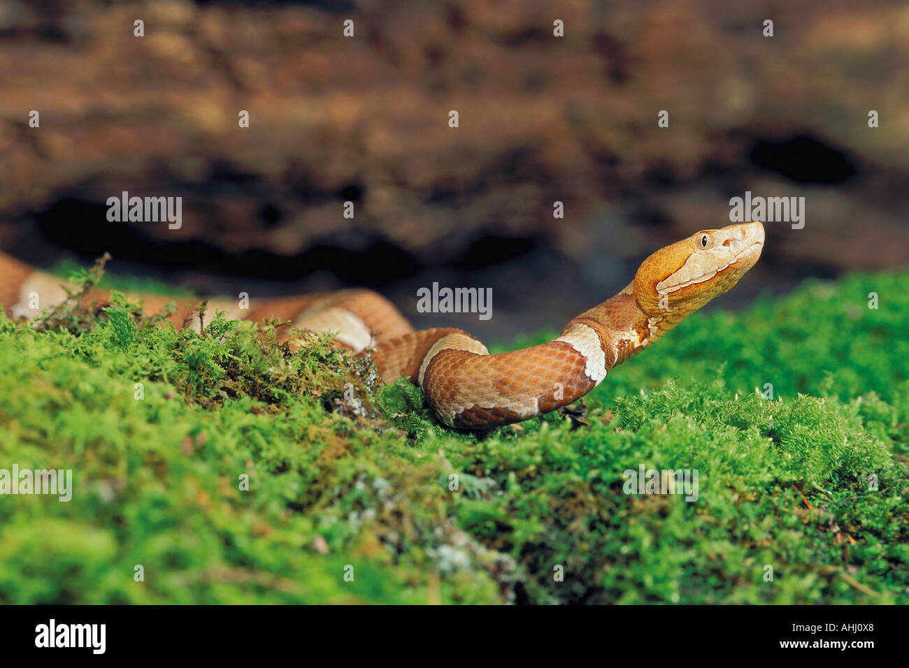 Southern copperhead snake Stock Photo - Alamy