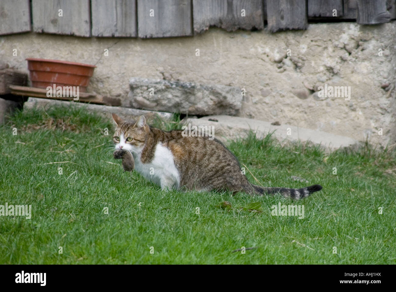 Cat with mouse Stock Photo - Alamy