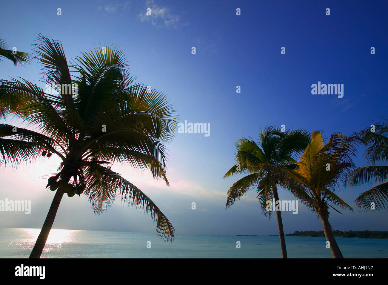 Palm trees with ocean view Stock Photo - Alamy